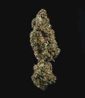 Koop Fat Banana Auto wietzaden - Royal Queen Seeds