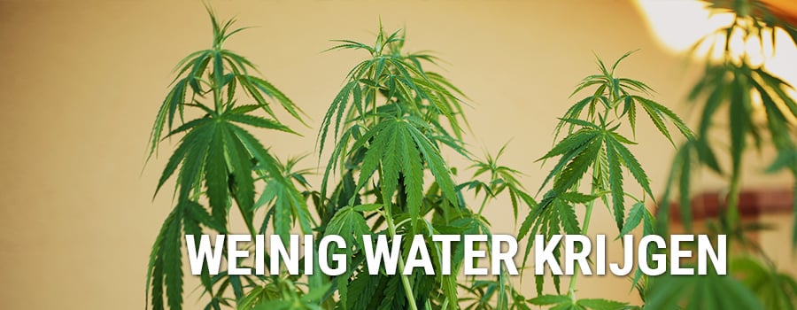 Cannabis Water Geven: Wat Als Je Te Veel Of Te Weinig Water Hebt ... Cannabis Water Geven: Wat Als Je Te Veel Of Te Weinig Water Hebt ...