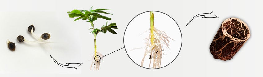 De Anatomie Van De Cannabis Plant - Royal Queen Seeds