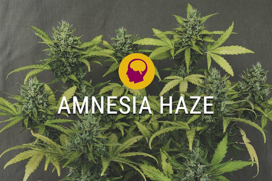 Amnesia Haze - Royal Queen Seeds - RQS Blog
