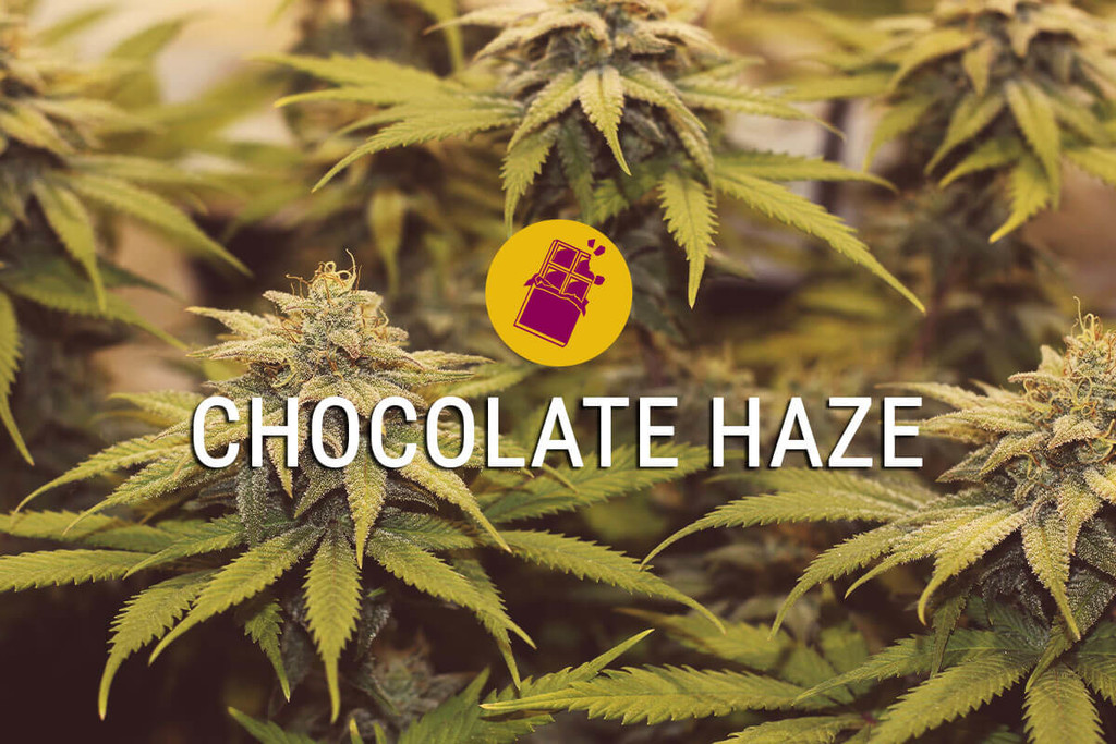 Chocolate Haze: leef het zoete leven - RQS Blog